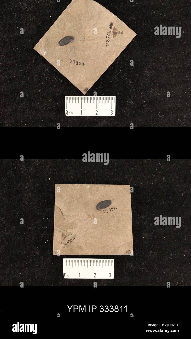 Endopterygota hi-res stock photography and images - Alamy