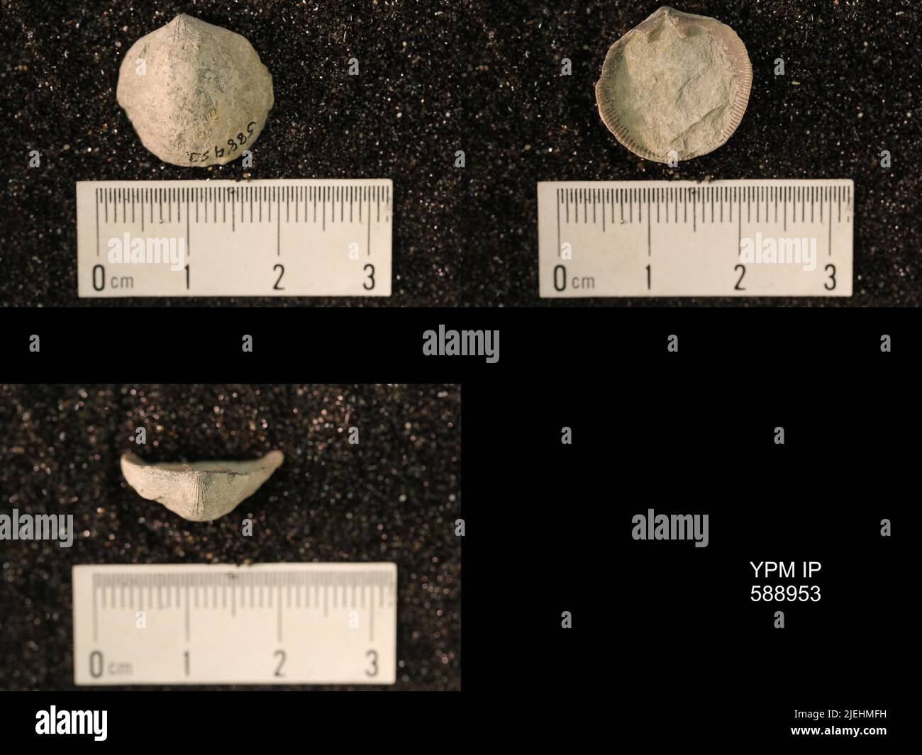 Dalmanella wisbyensis animalia hi-res stock photography and images - Alamy