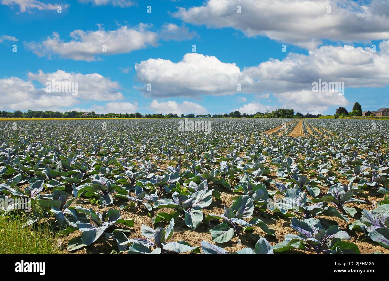 Arable german flat wide field land for vegetable cultivation with many ...