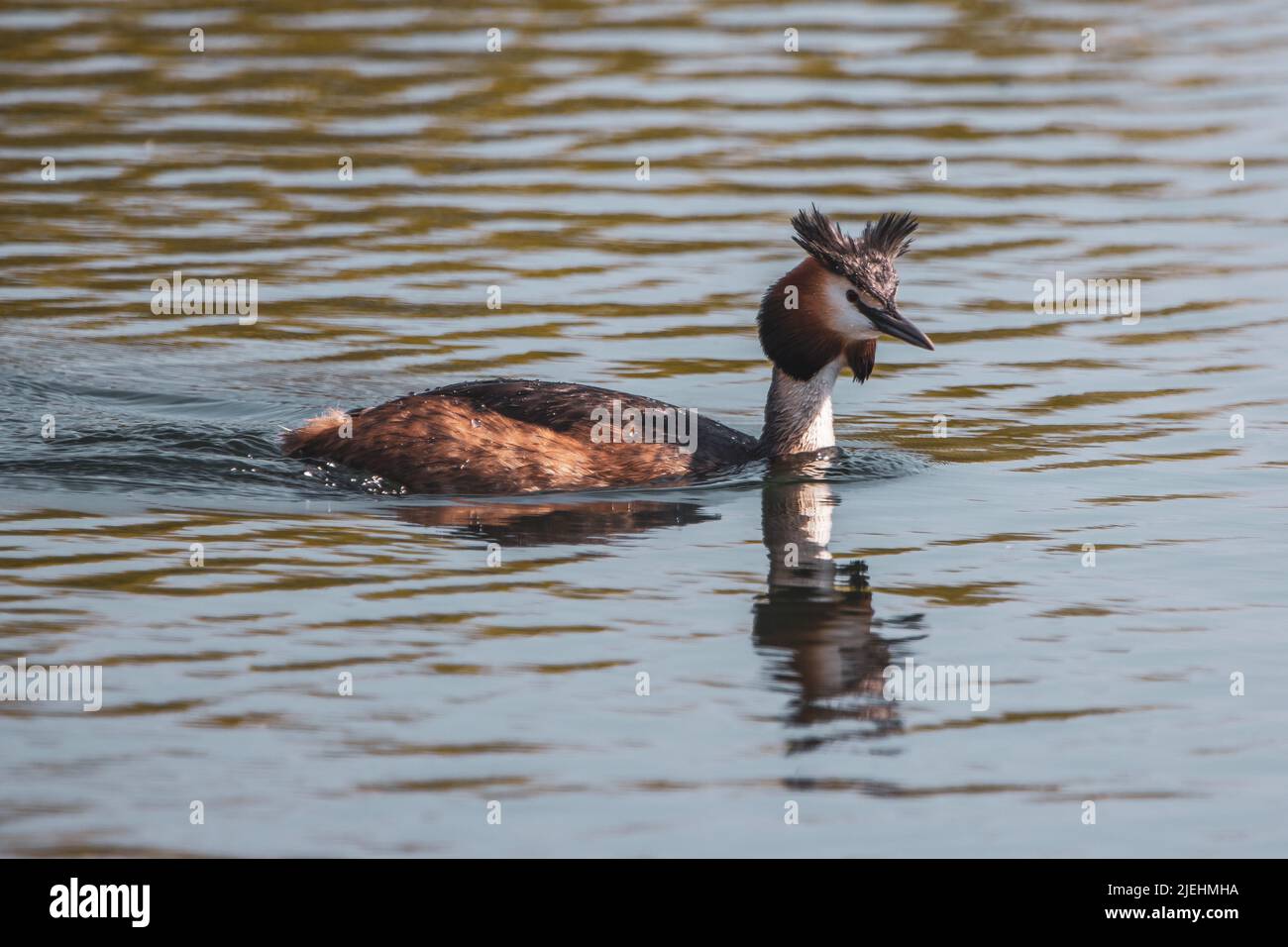 Swimming Crested Grebe Stock Photo - Alamy