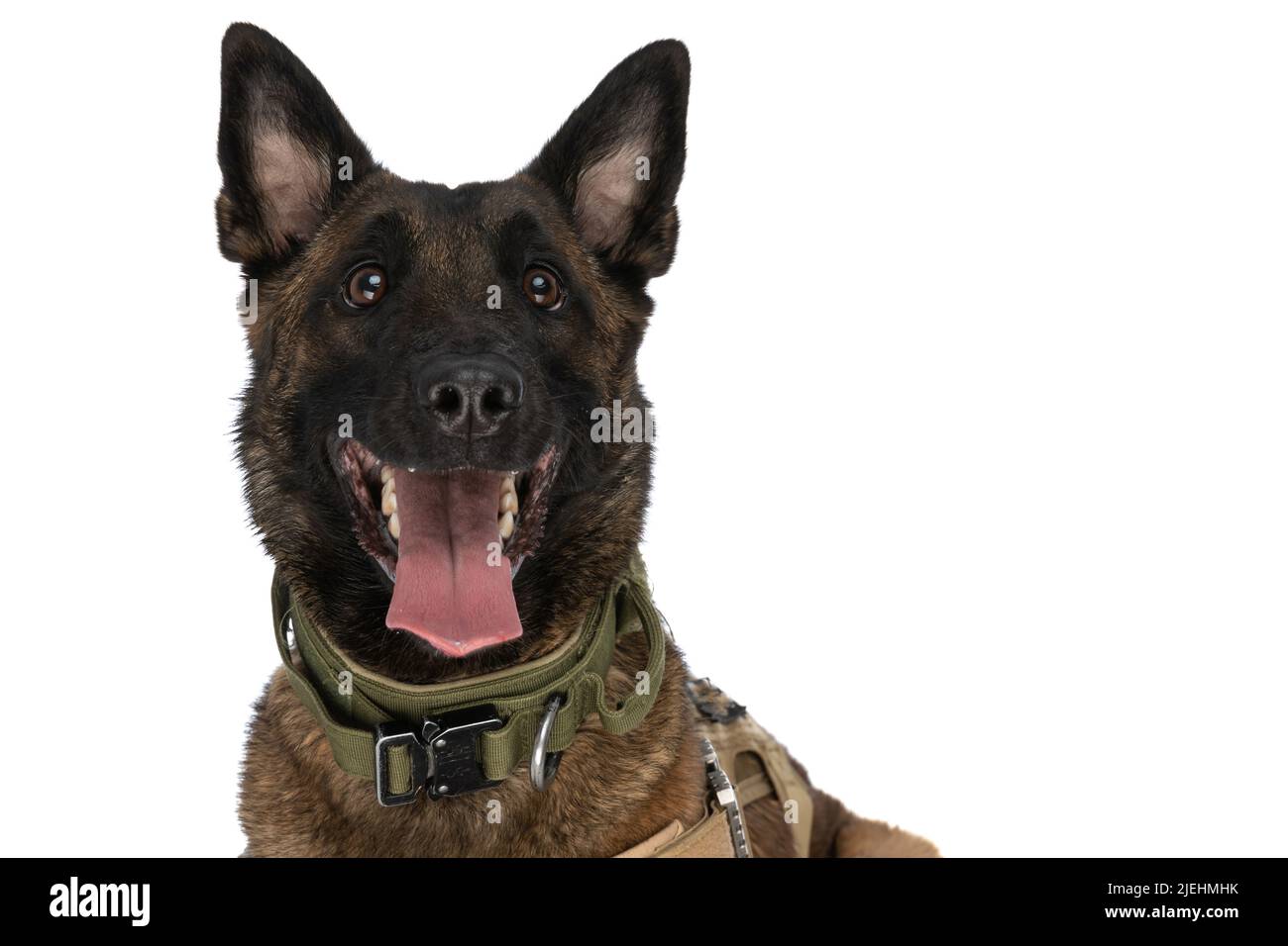 happy guard dog with harness sticking out tongue and looking up on ...