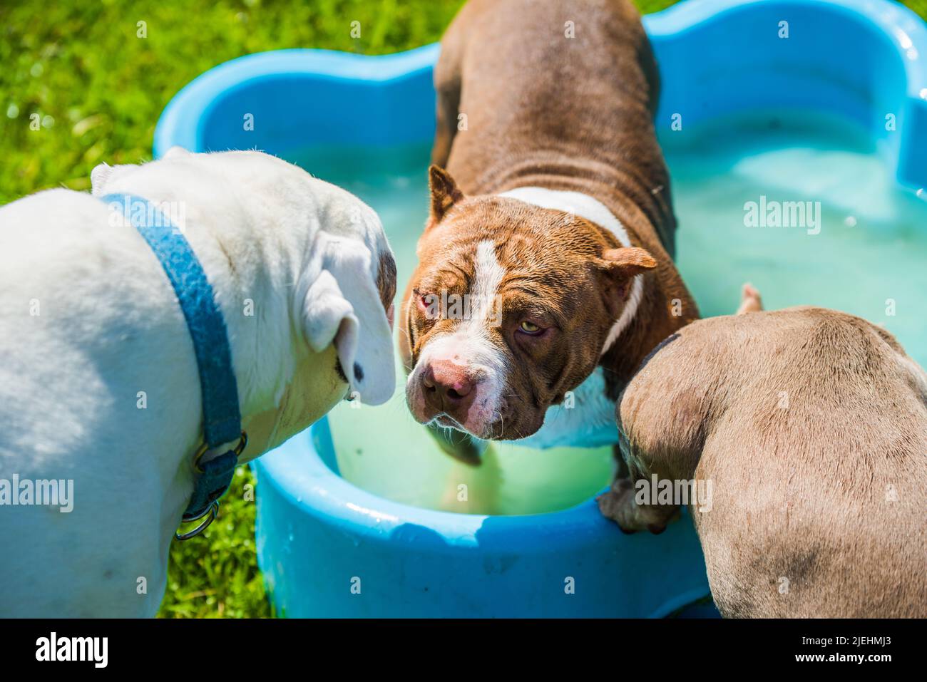 American bulldog swimming hi-res stock photography and images - Alamy