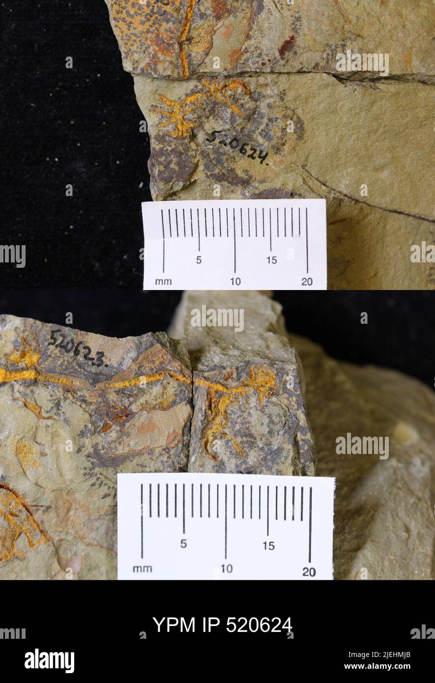 Eocrinoidea hi-res stock photography and images - Alamy