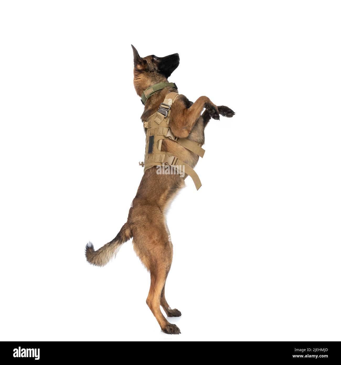 side view of curious police dog with body harness standing on back legs ...