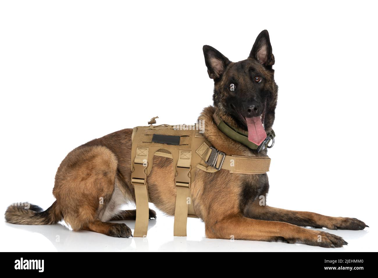 side view of happy guard dog with body harness sticking out tongue and ...