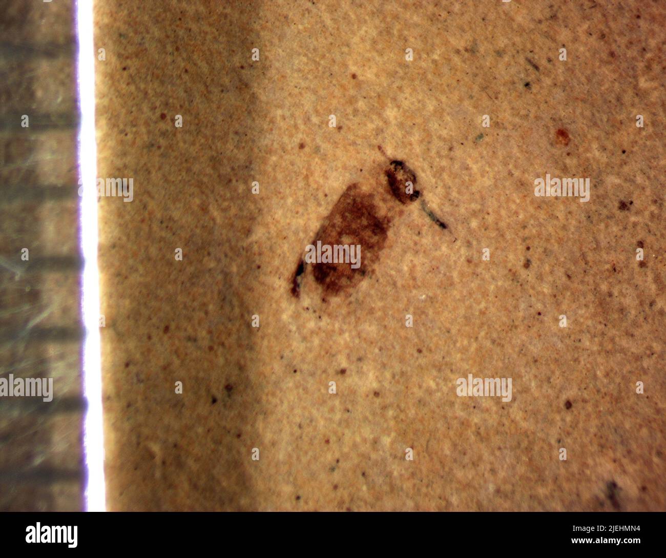 Study on coleoptera order hi-res stock photography and images - Alamy
