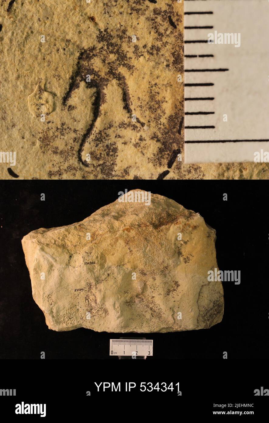 Ophiur hi-res stock photography and images - Alamy