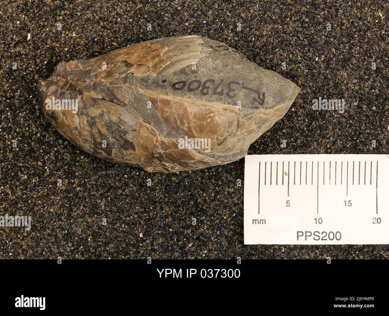 Inoceramus sp animalia hi-res stock photography and images - Alamy