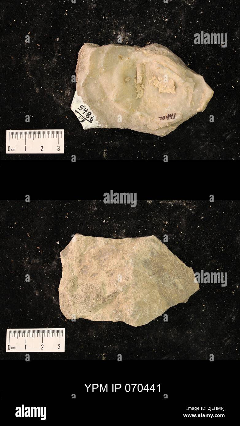 Heliolites nucella Foerste Stock Photo - Alamy