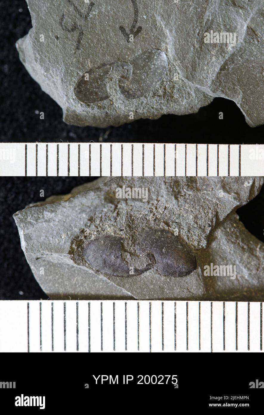 Lingula sp animalia hi-res stock photography and images - Alamy