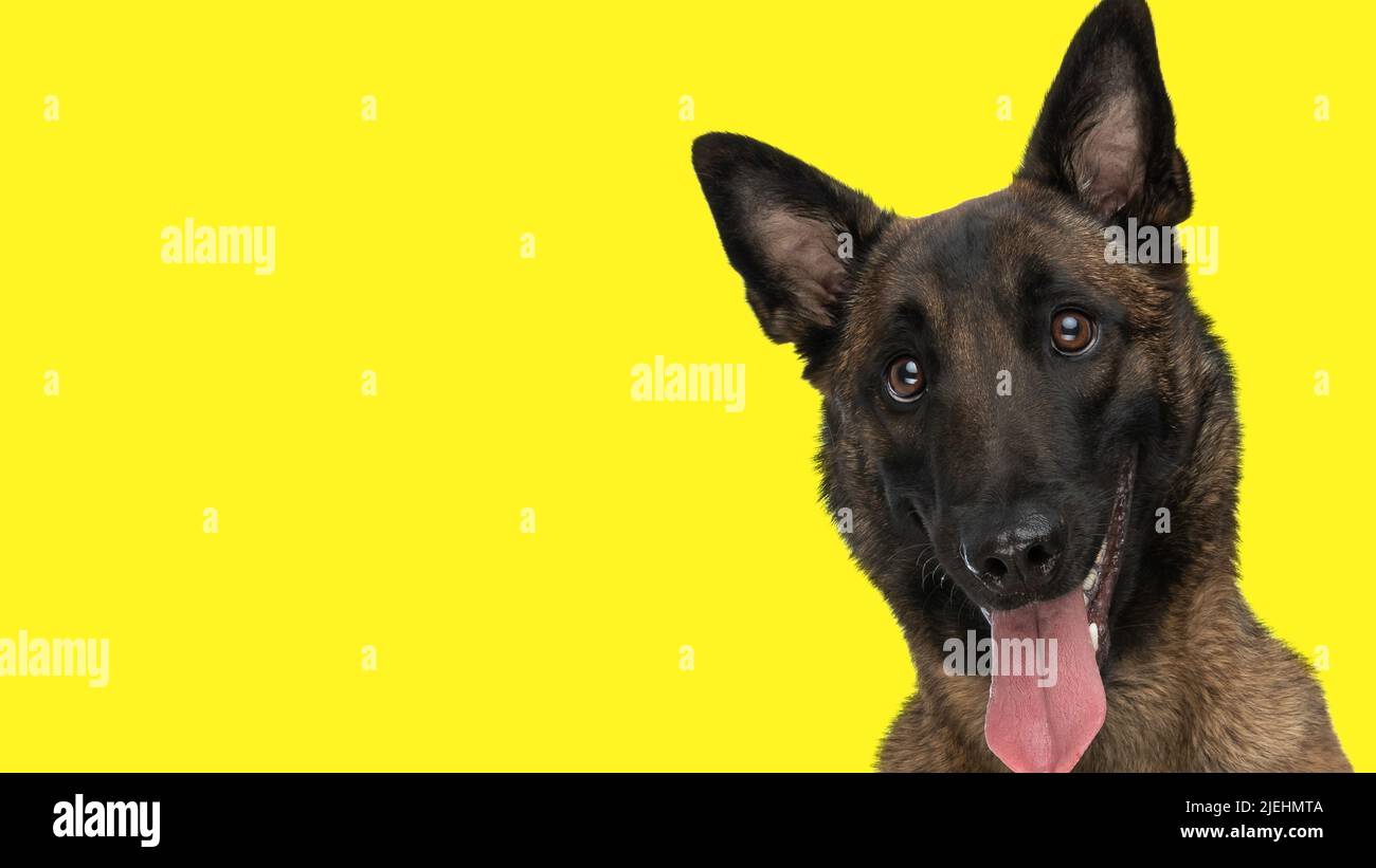 adorable and very expressive belgian malinois puppy is panting and ...
