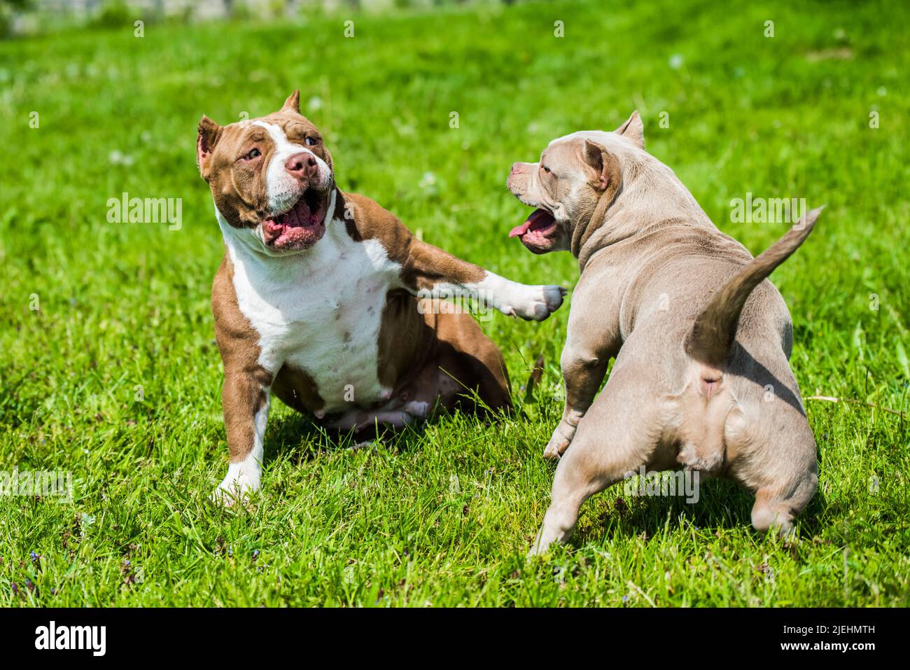American Bully puppies dogs are playing on nature Stock Photo - Alamy