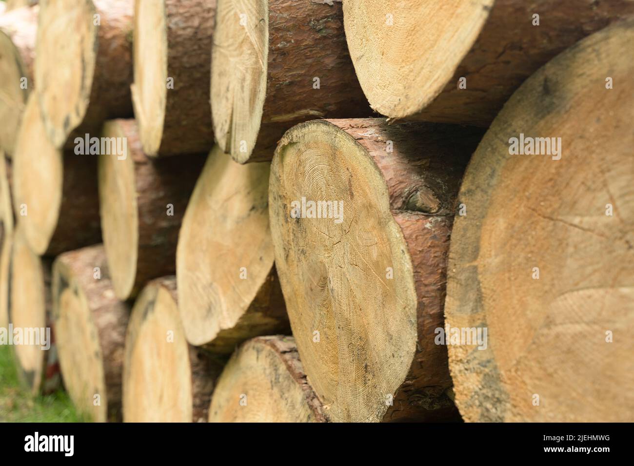 Felled tree trunks in the forest. Wood is a raw material for production ...