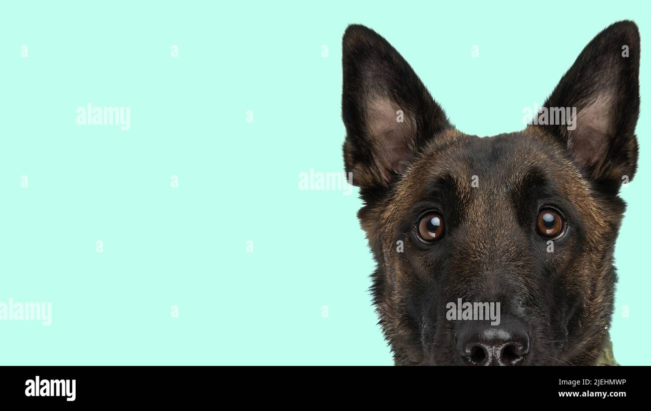 adorable belgian malinois dog is looking amazed on blue background ...