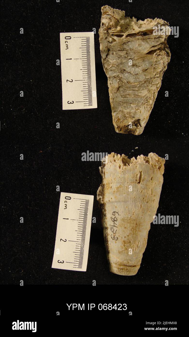 Streptelasma hi-res stock photography and images - Alamy