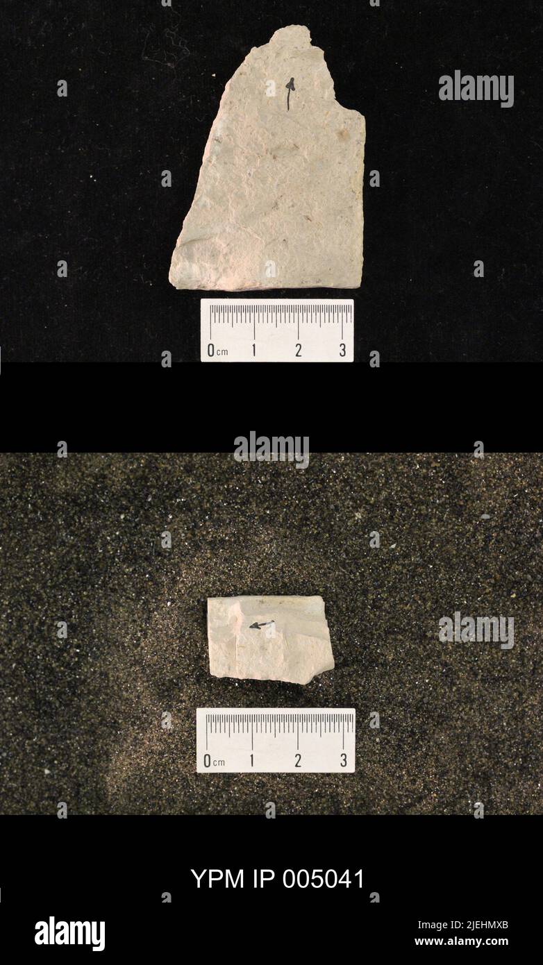 Protohymen permianus tillyard hi-res stock photography and images - Alamy