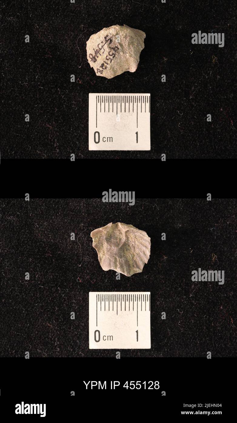 Platystrophia sublaticosta McEwan Stock Photo - Alamy