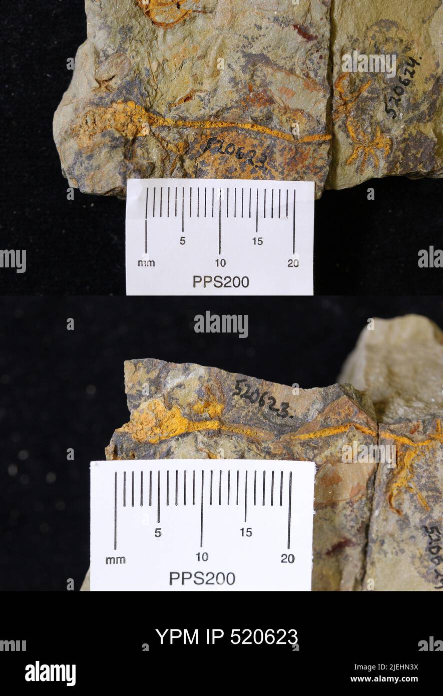 Eocrinoidea hi-res stock photography and images - Alamy