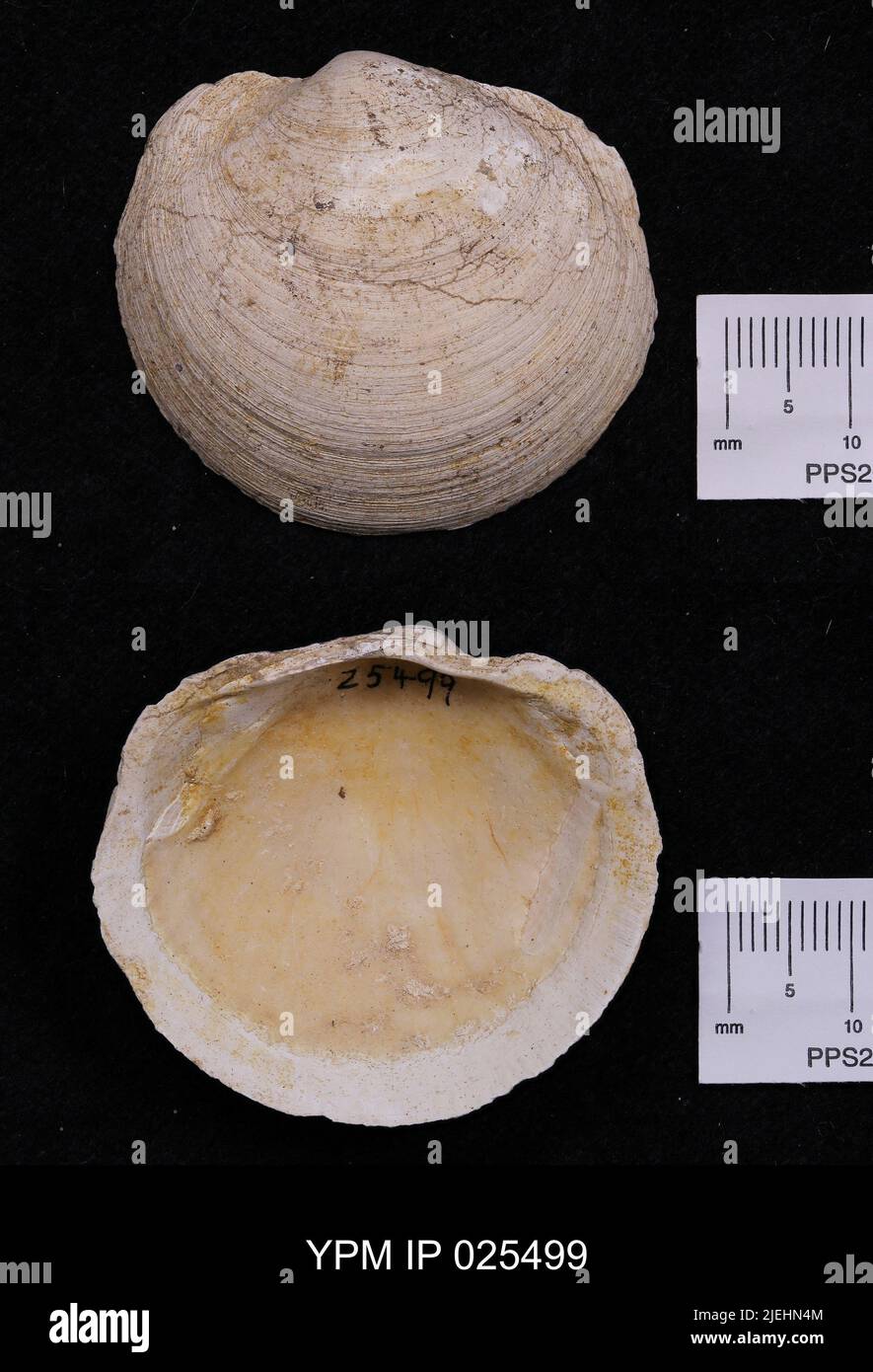 Anodontia hi-res stock photography and images - Alamy