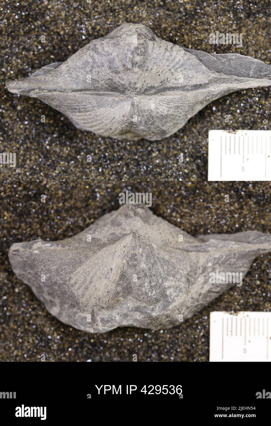 Fossil spiriferida brachiopod hi-res stock photography and images - Alamy