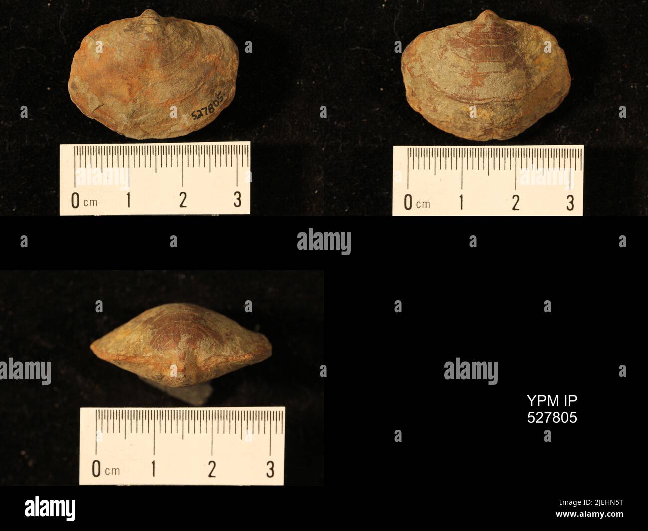 Athyris lamellosa leveille hi-res stock photography and images - Alamy