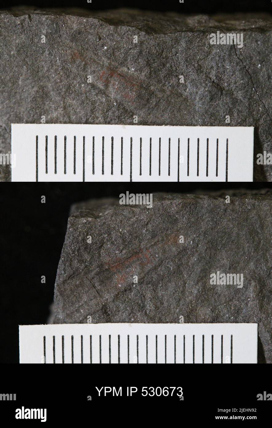 Conularii hi-res stock photography and images - Alamy