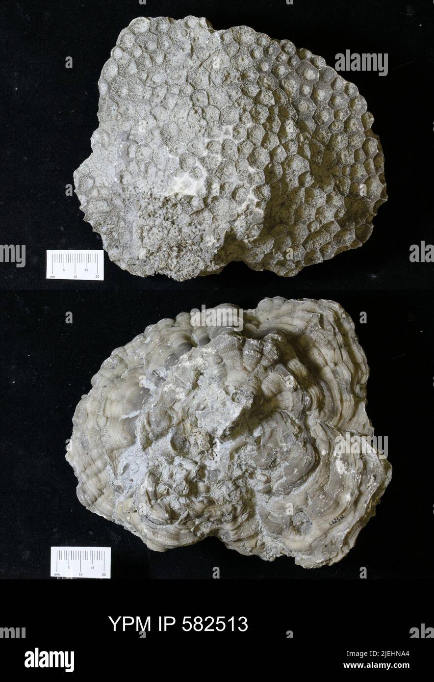 Hexagonaria sp animalia hi-res stock photography and images - Alamy