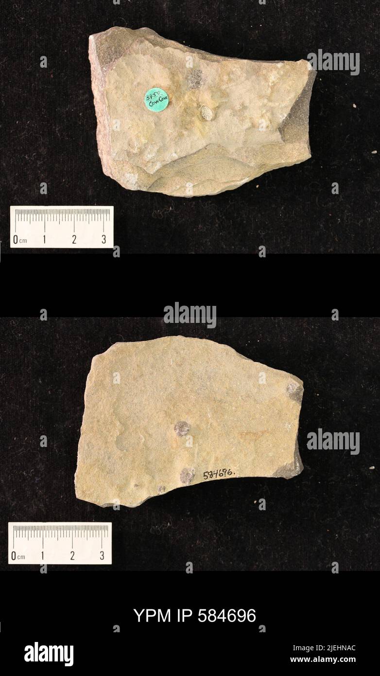 Diplocraterion hi-res stock photography and images - Alamy