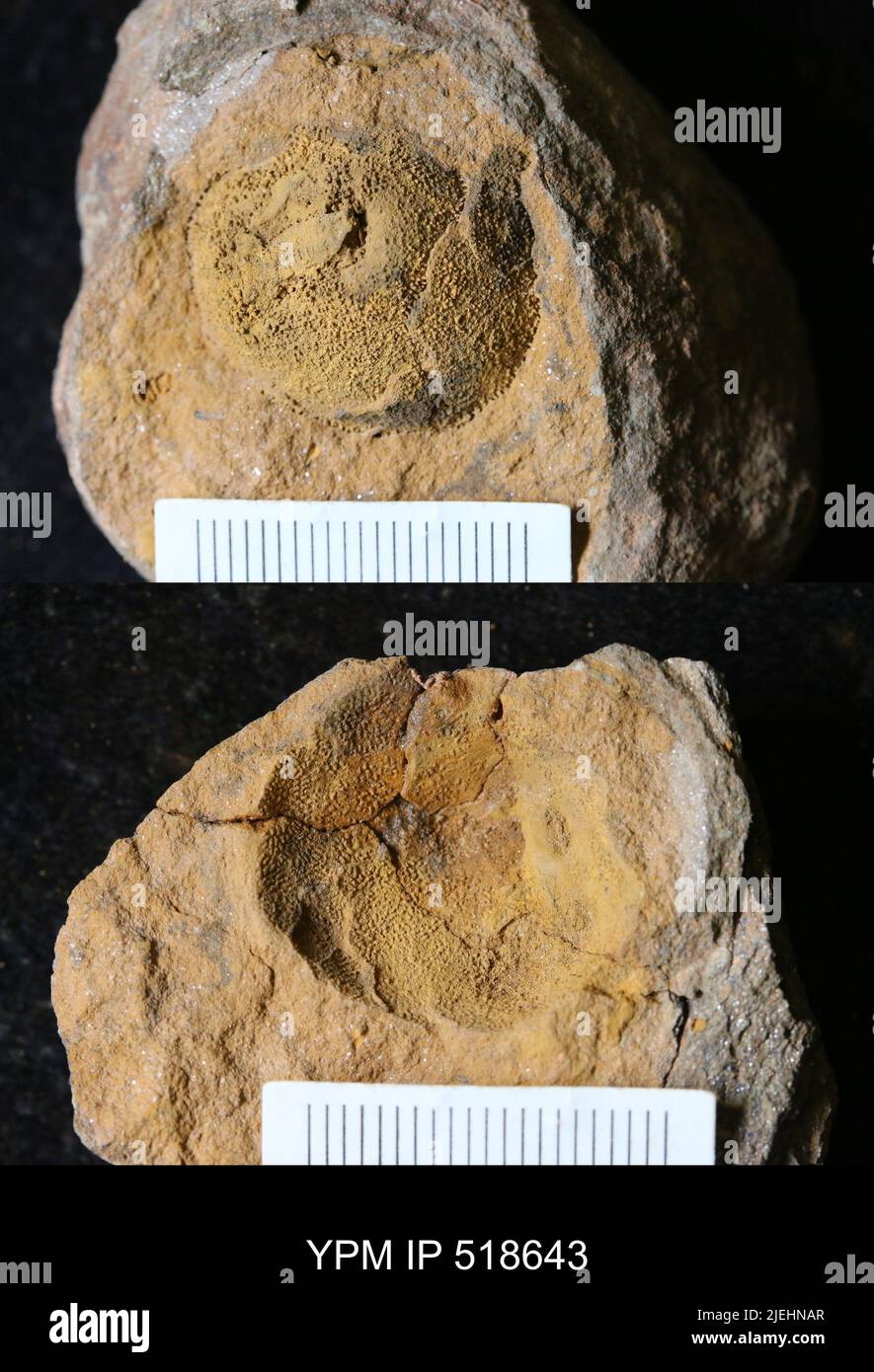 Calcareous endoskeleton hi-res stock photography and images - Alamy