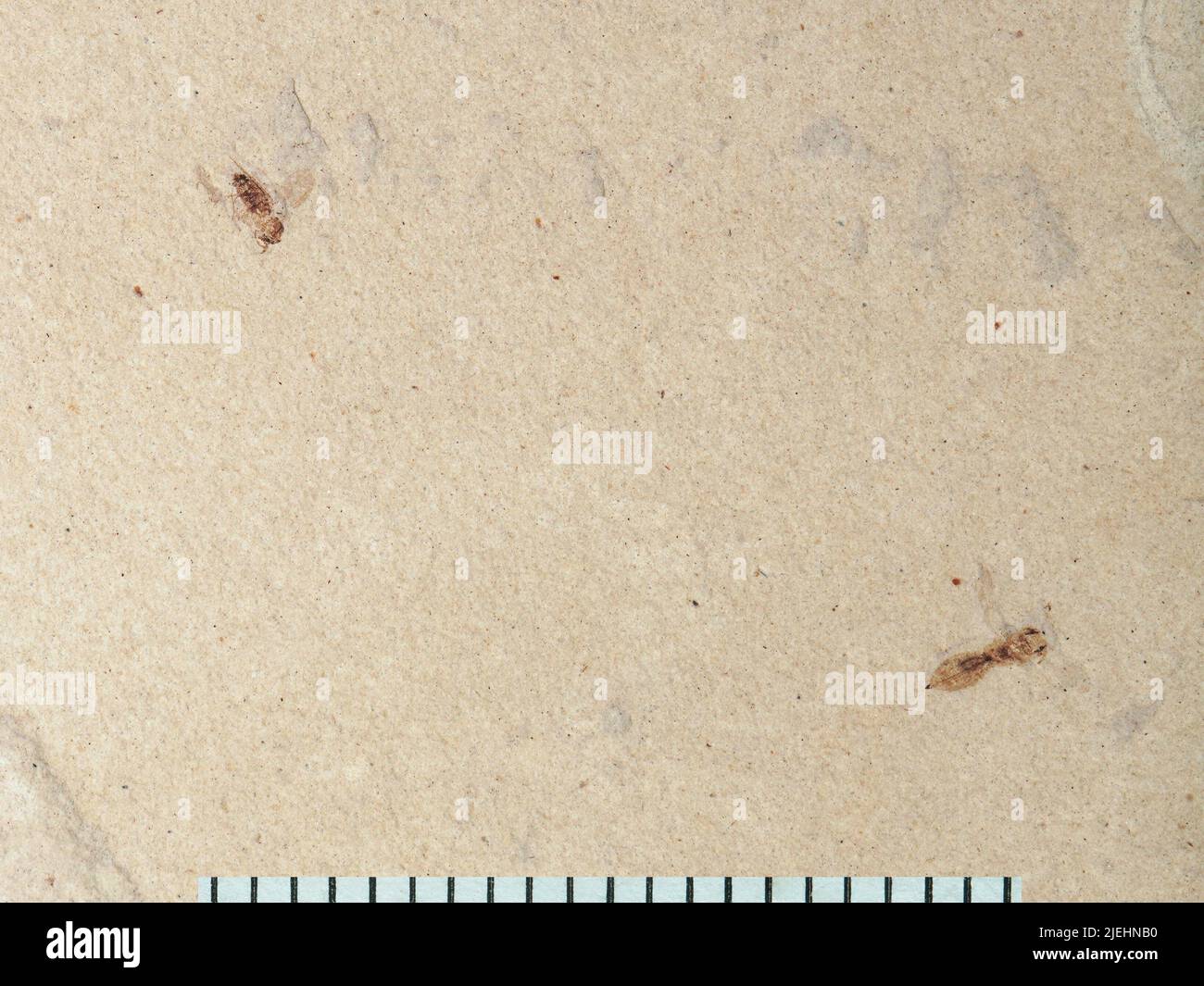 Superfamily chalcidoidea hi-res stock photography and images - Alamy