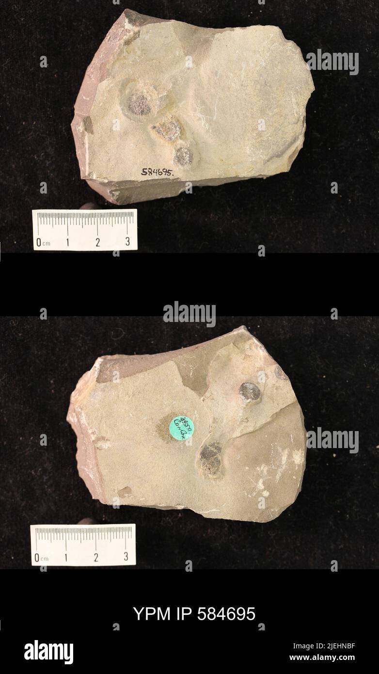 Diplocraterion hi-res stock photography and images - Alamy