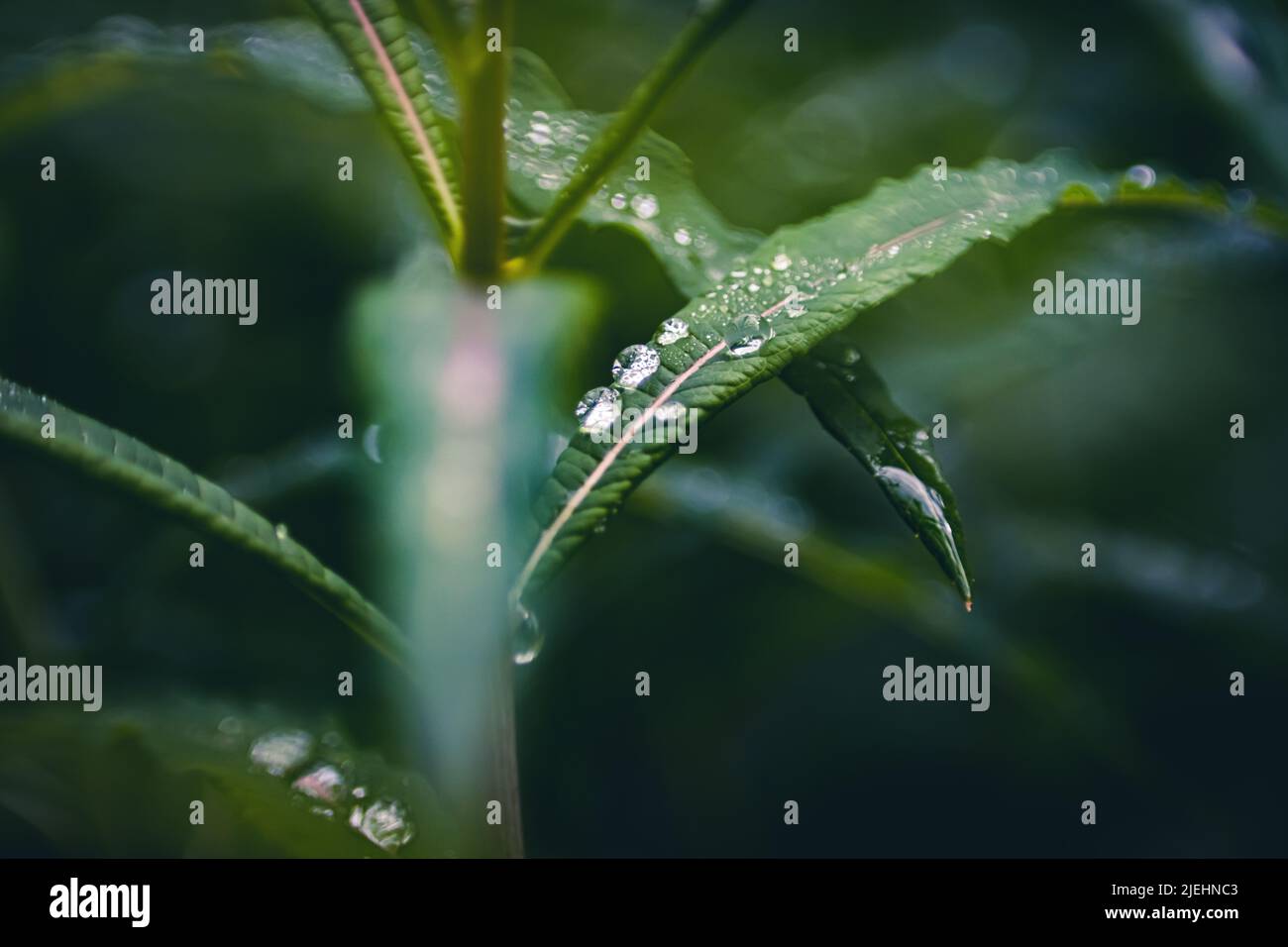 Drew drops on plant hi-res stock photography and images - Alamy