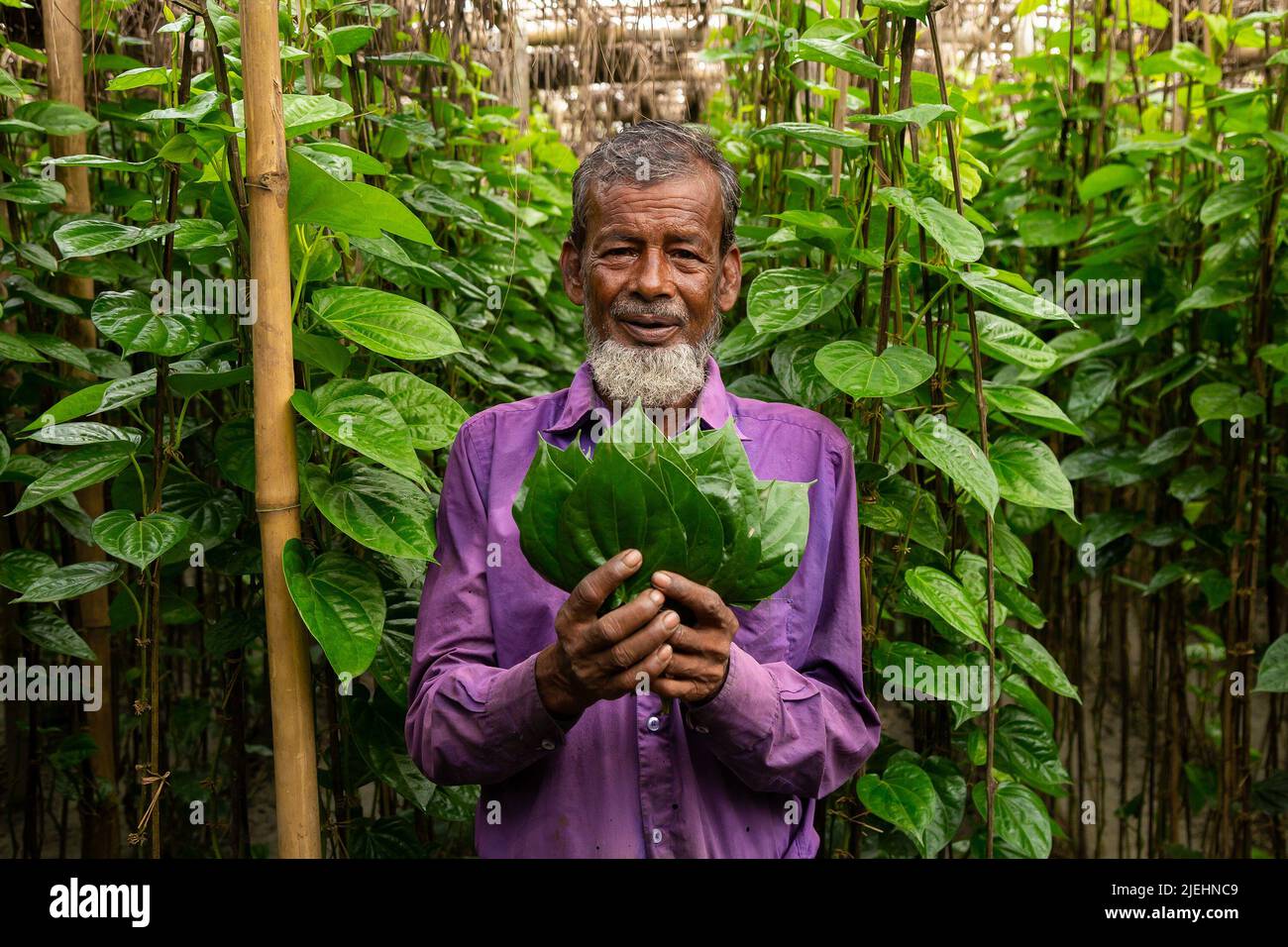 Betel Leaf Farmer Stock Photo - Alamy