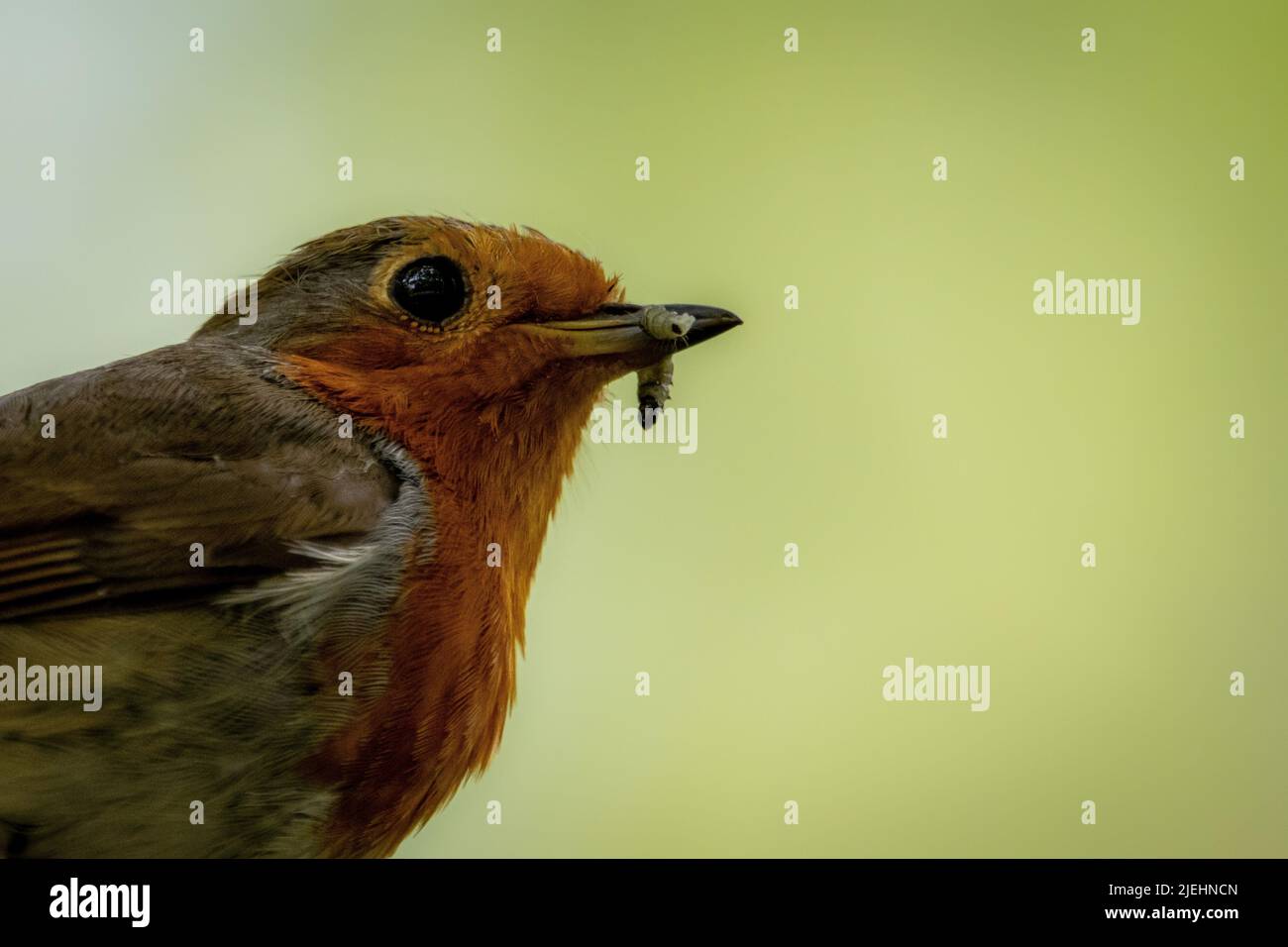 Robin eating caterpillar hi-res stock photography and images - Alamy