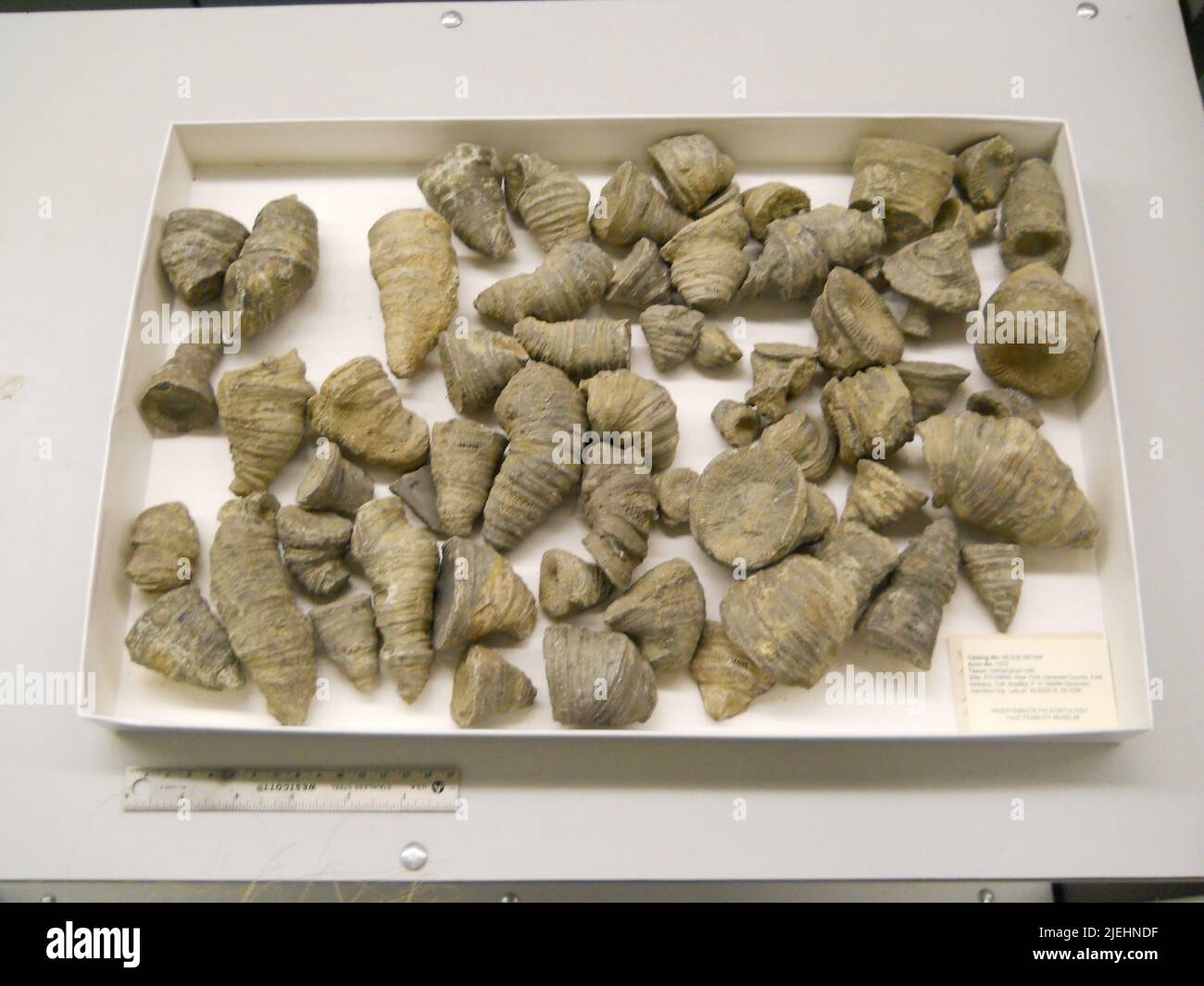 Heliophyllum hi-res stock photography and images - Alamy