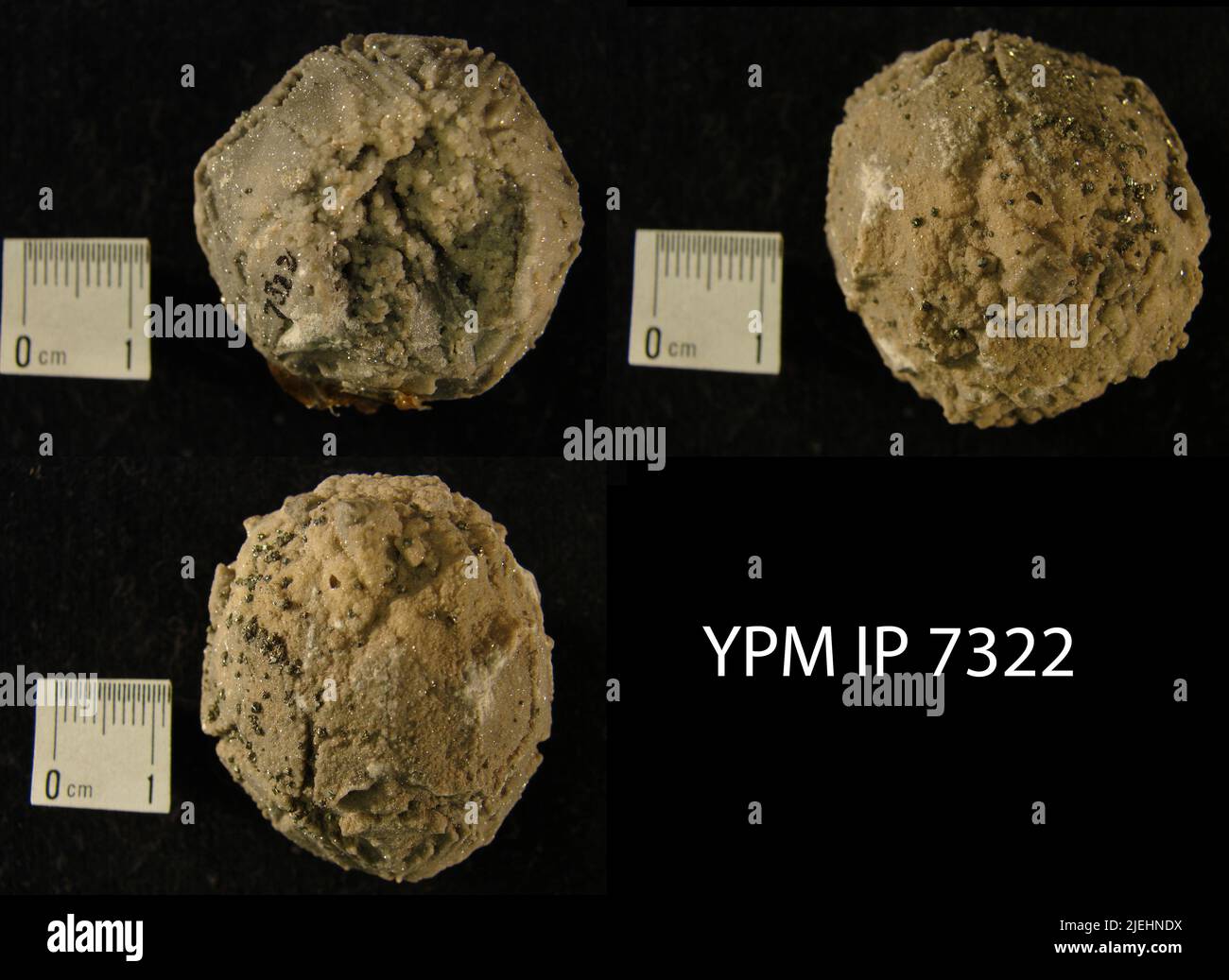 Caryocrinus ellipticus Say Stock Photo - Alamy