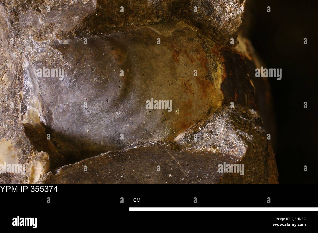 Endocostea typicus Whitfield Stock Photo - Alamy