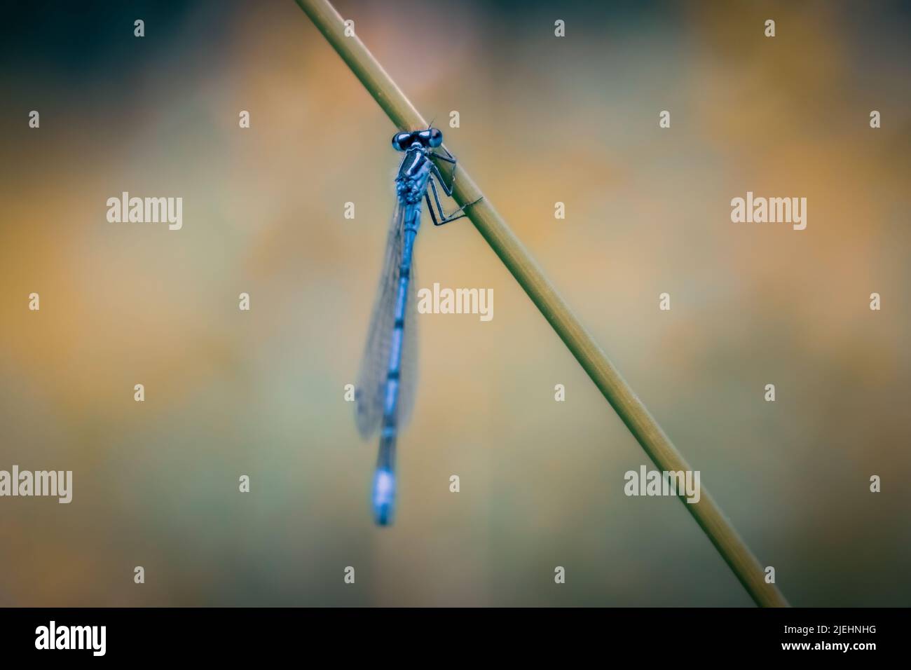 Damsel fly on stem Stock Photo - Alamy