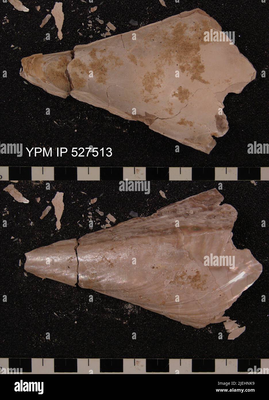 Mytiloid hi-res stock photography and images - Alamy