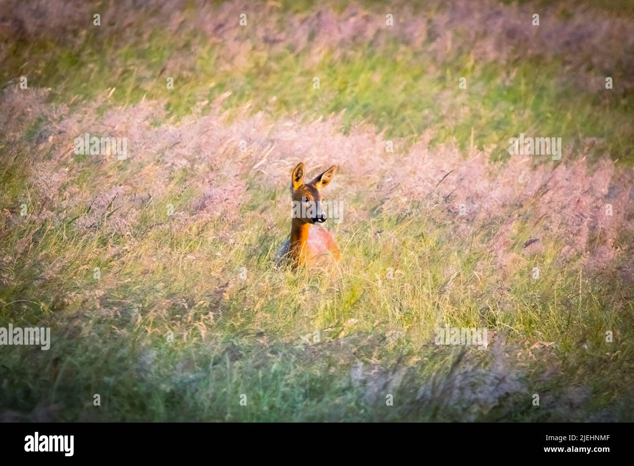 Row deer hi-res stock photography and images - Alamy