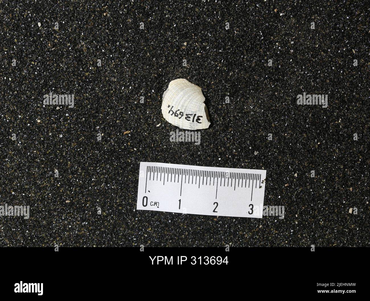 Nuculoi hi-res stock photography and images - Alamy