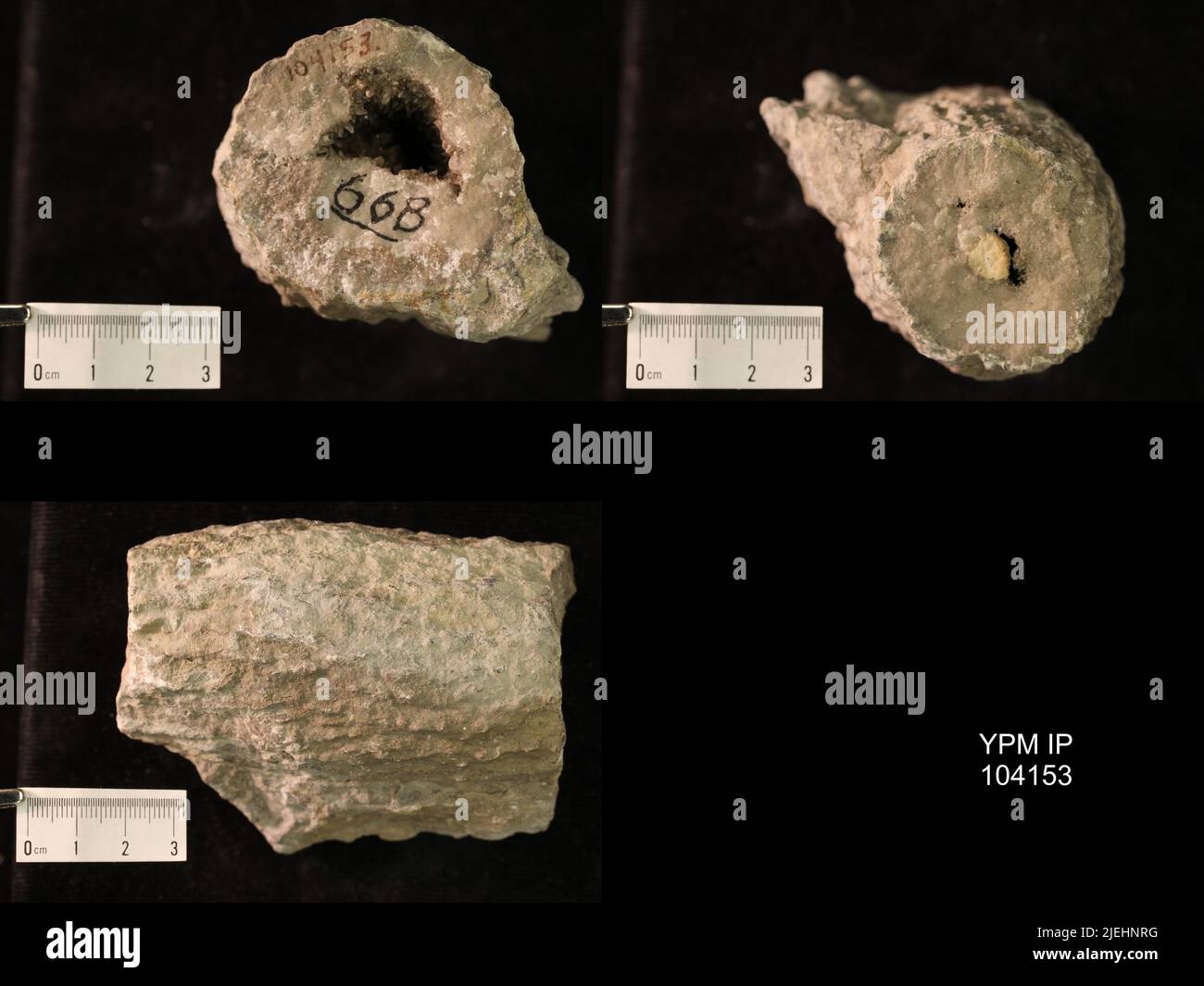 Beatricia undulata animalia hi-res stock photography and images - Alamy