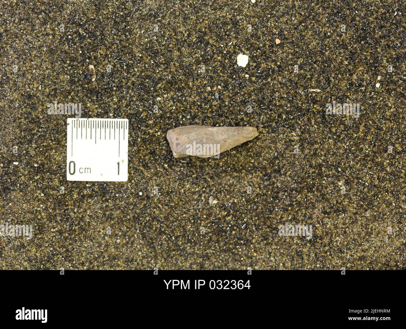 Scaphitidae animalia hi-res stock photography and images - Alamy