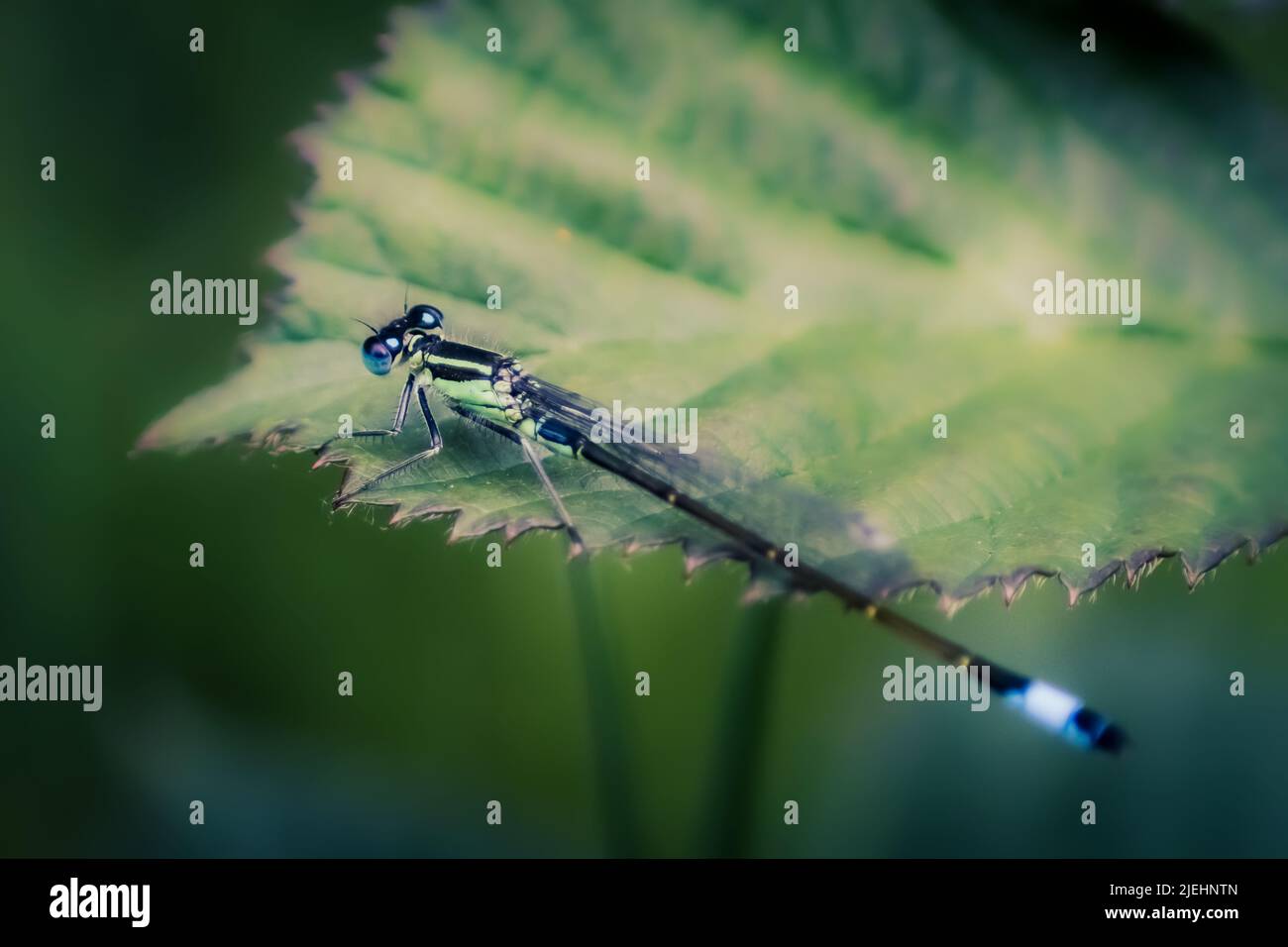 Green damsel fly on a leaf Stock Photo - Alamy