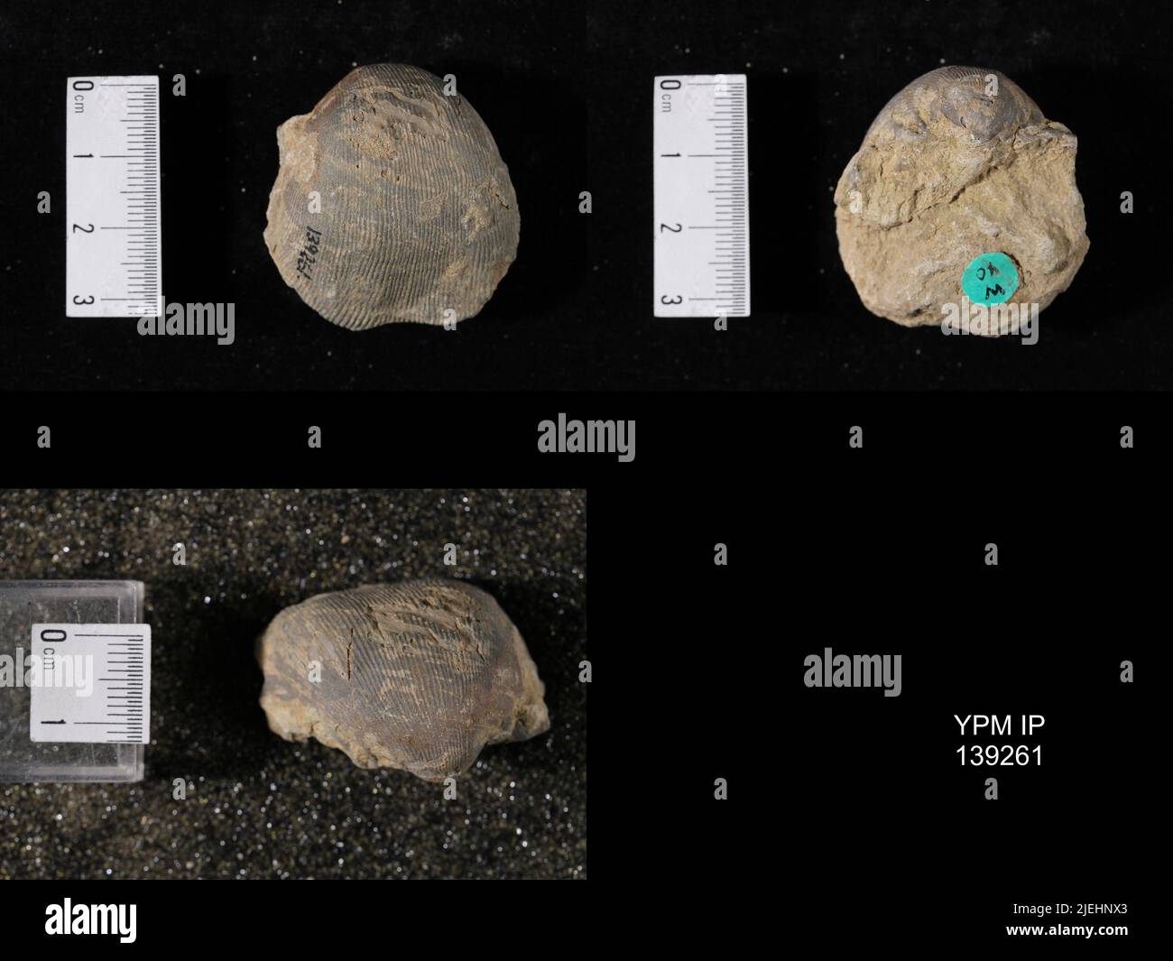 Productus (Linoproductus) lineatus Stock Photo - Alamy