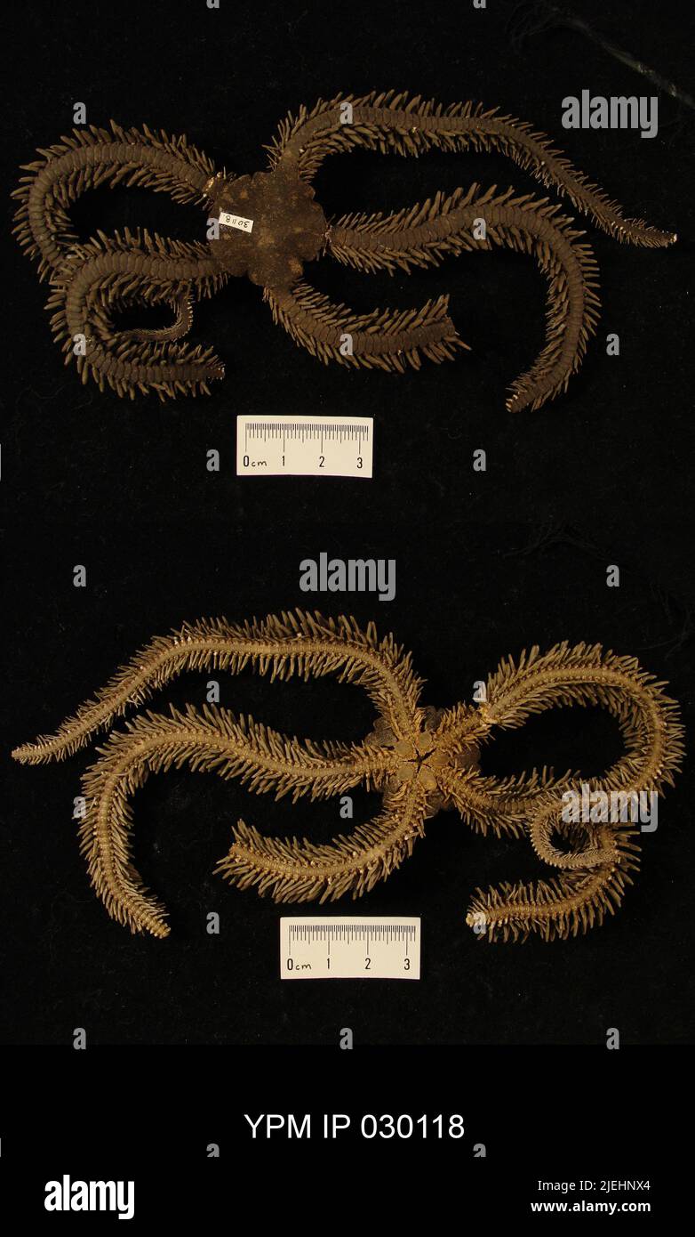 Flexible animals hi-res stock photography and images - Alamy