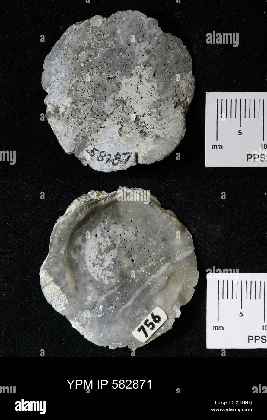 Anomia simplex d'Orbigny, 1853 Stock Photo - Alamy