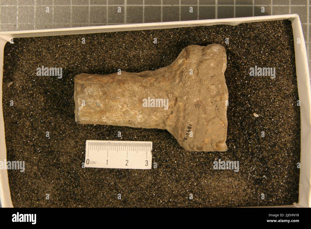 Endoceras sp animalia hi-res stock photography and images - Alamy