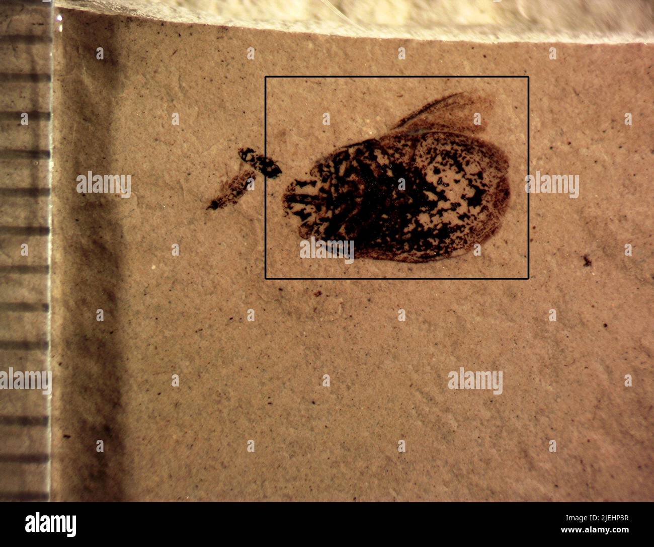 Undet heteroptera animalia hi-res stock photography and images - Alamy