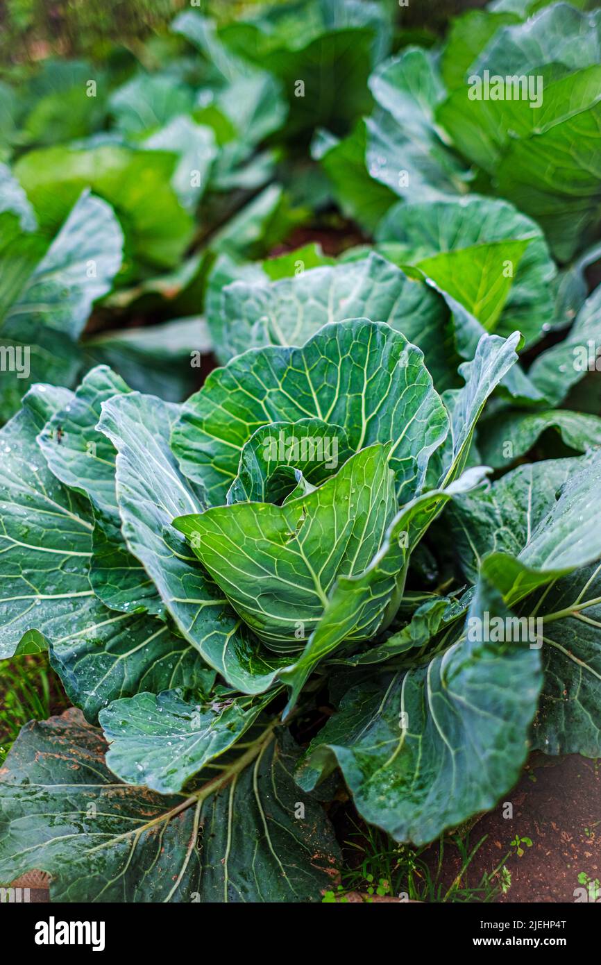 Cauli flower in Dieng Mountain Stock Photo - Alamy